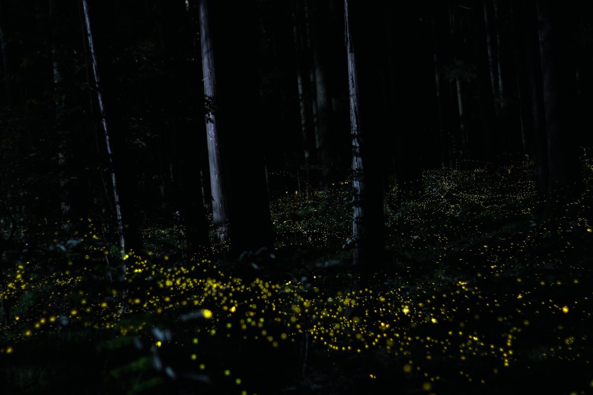 princesses in wood | GANREF