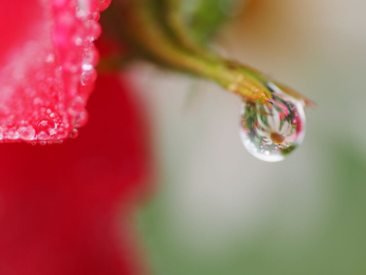 Water flower | GANREF