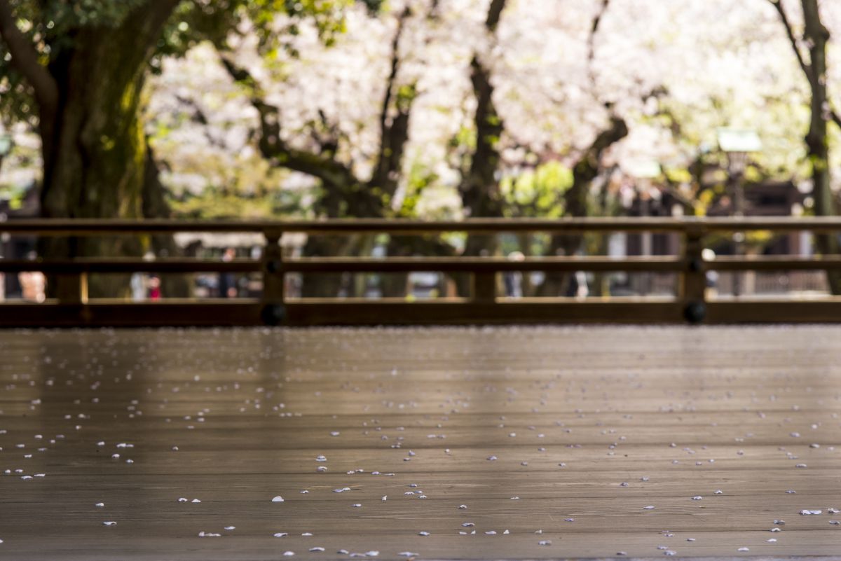 Sakura on the stage | GANREF