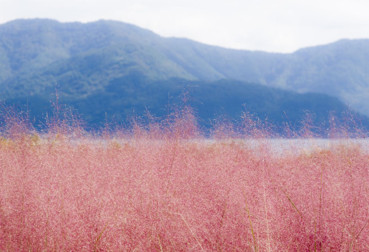 red grass | GANREF