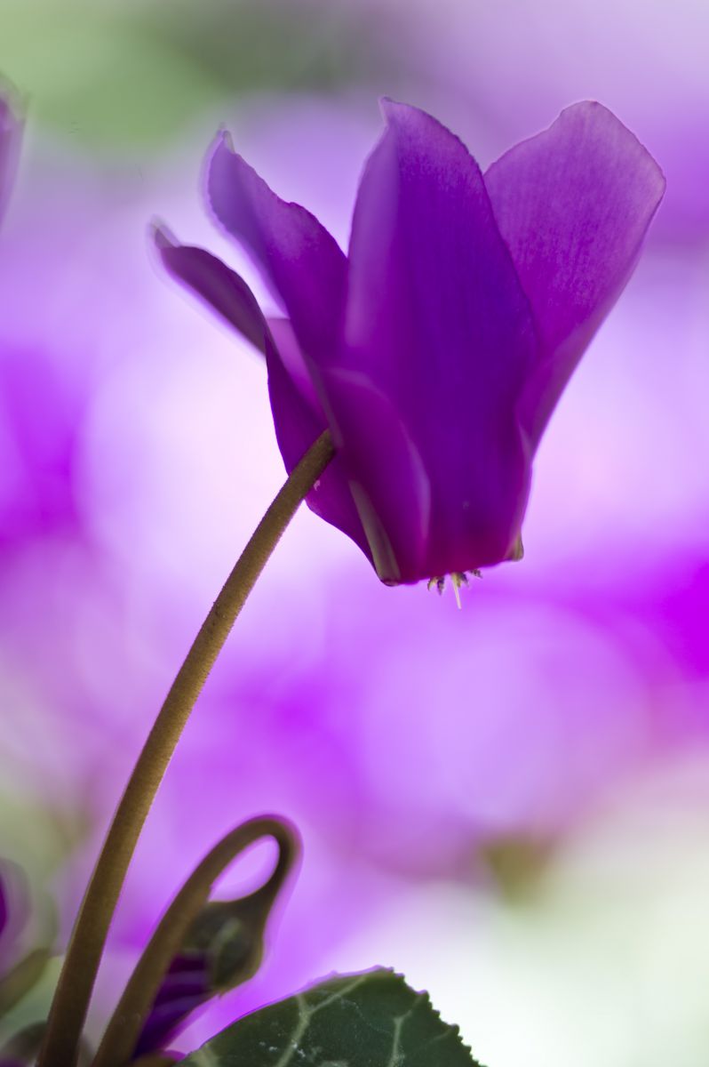 Cyclamen | GANREF