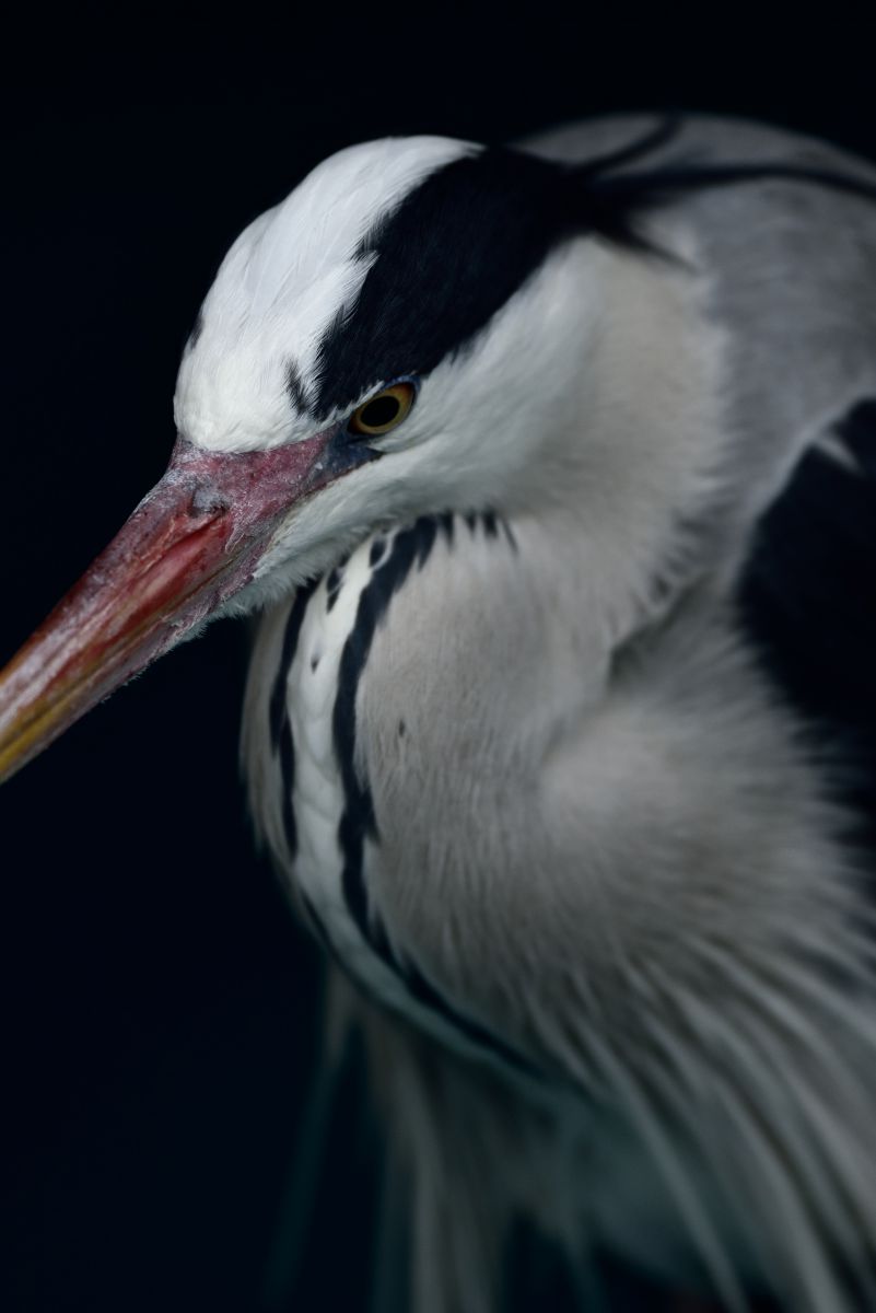 750_0456.jpg | GANREF