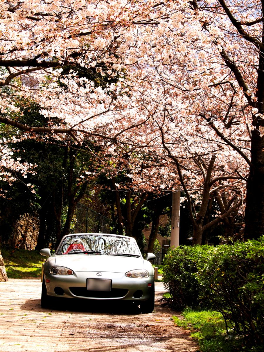 UNDER THE BLOSSOMS | GANREF