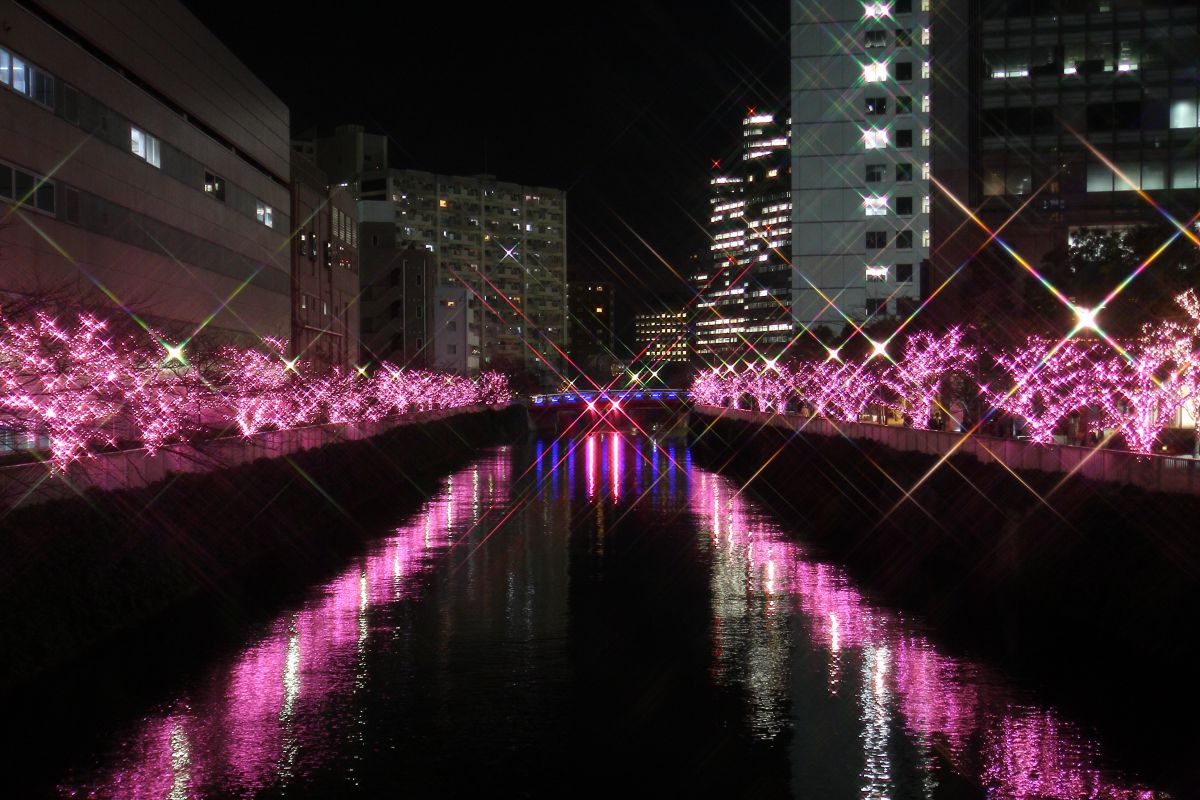Cherry blossom along the river in winter | GANREF