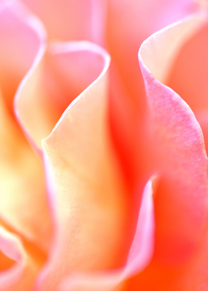 Rose Orange | GANREF