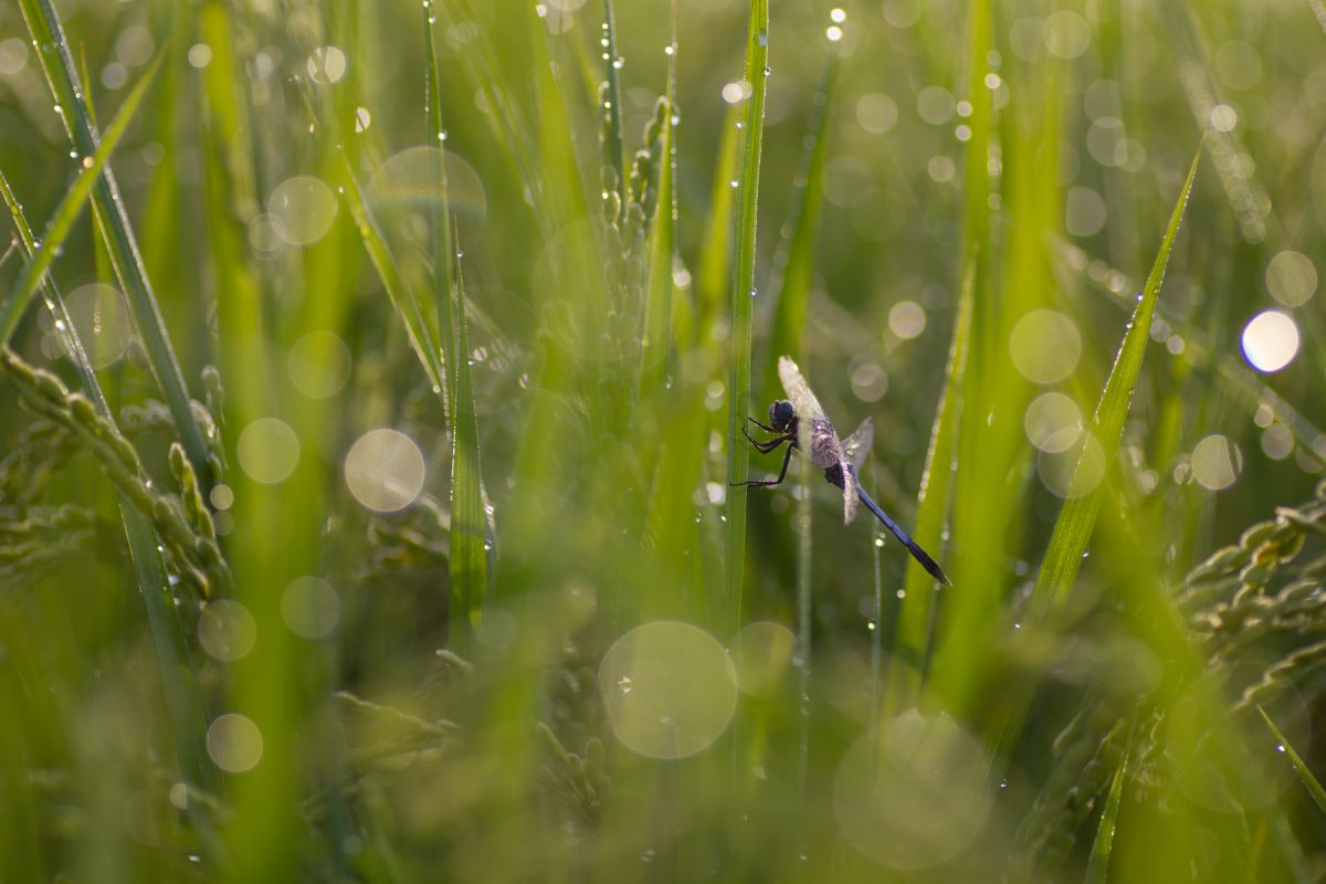 Blue Planet | GANREF