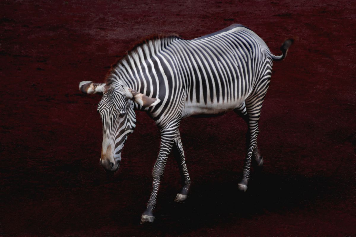 Zebra… | GANREF