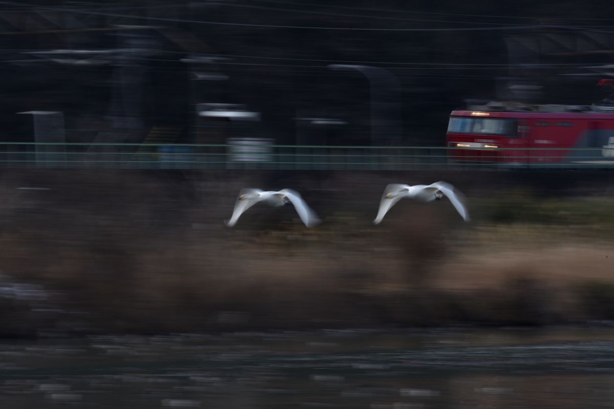 白鳥VS金太郎 | GANREF