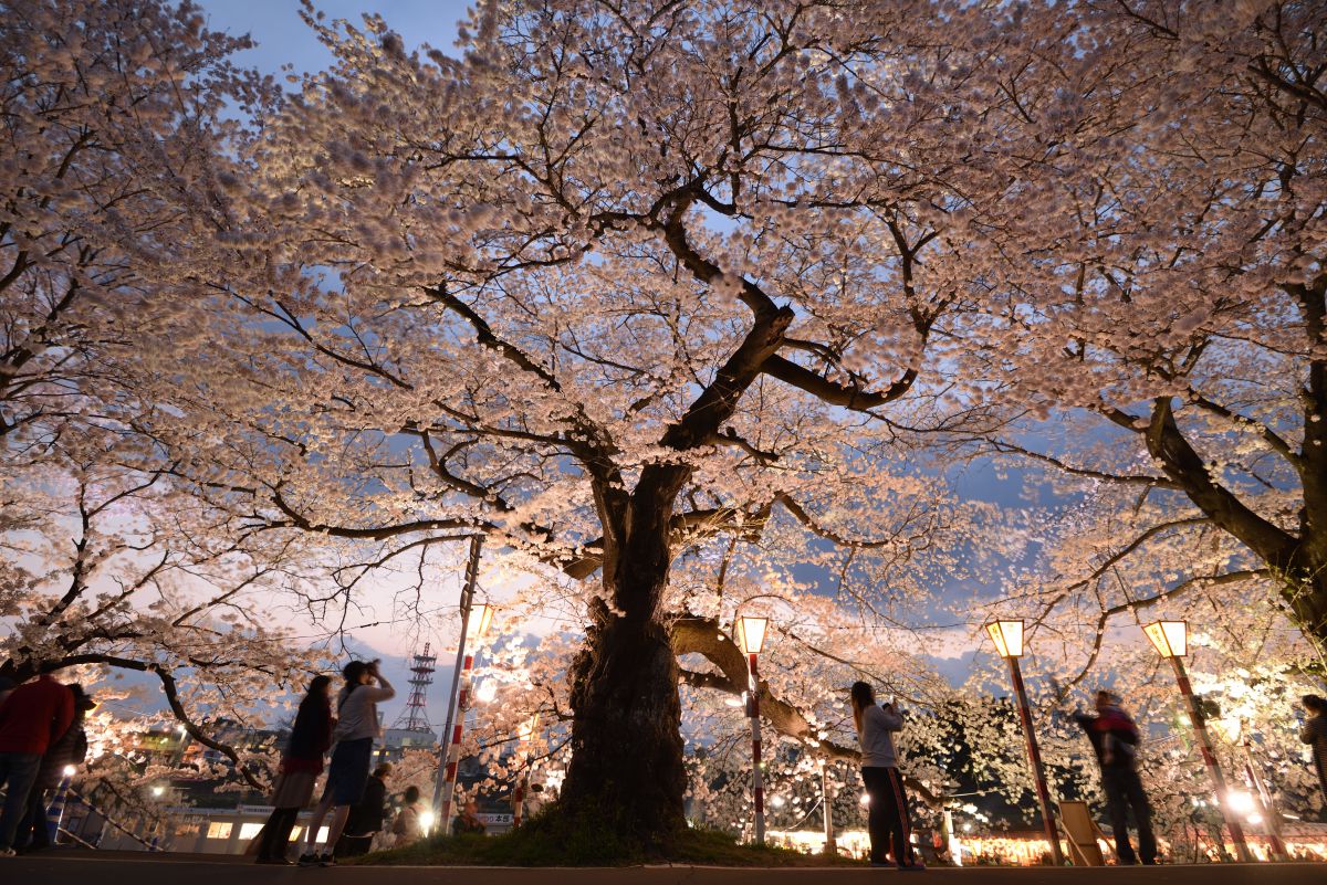 一目千本桜 WB遊び | GANREF