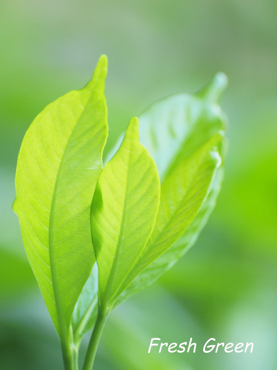 Fresh Green | GANREF