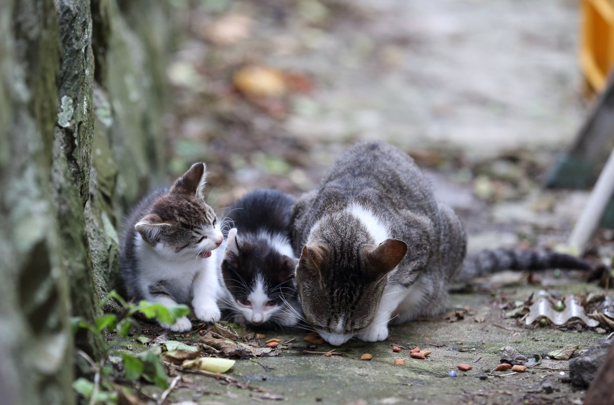 ママ、美味しいにゃ～ | GANREF