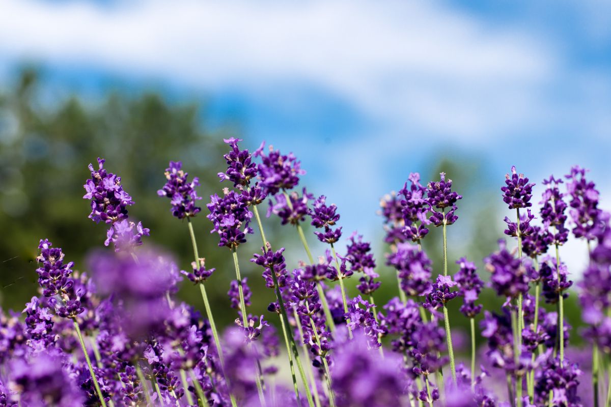 なかふのラベンダー2013 | GANREF