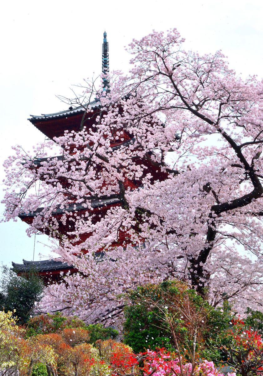 五重塔とさくら | GANREF