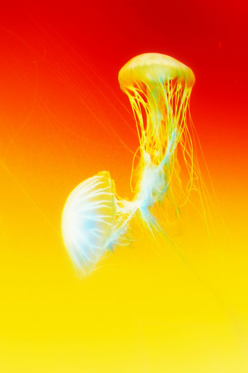 floating veil | GANREF