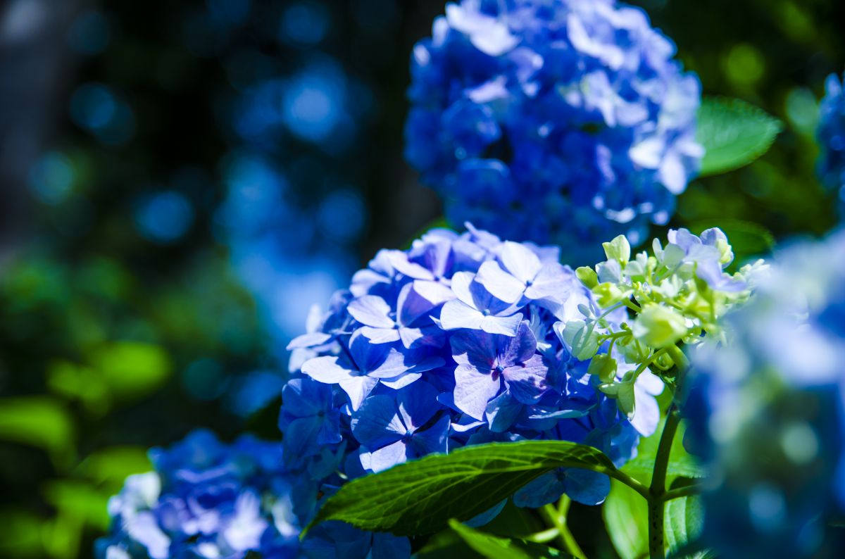 晴れた日には | GANREF