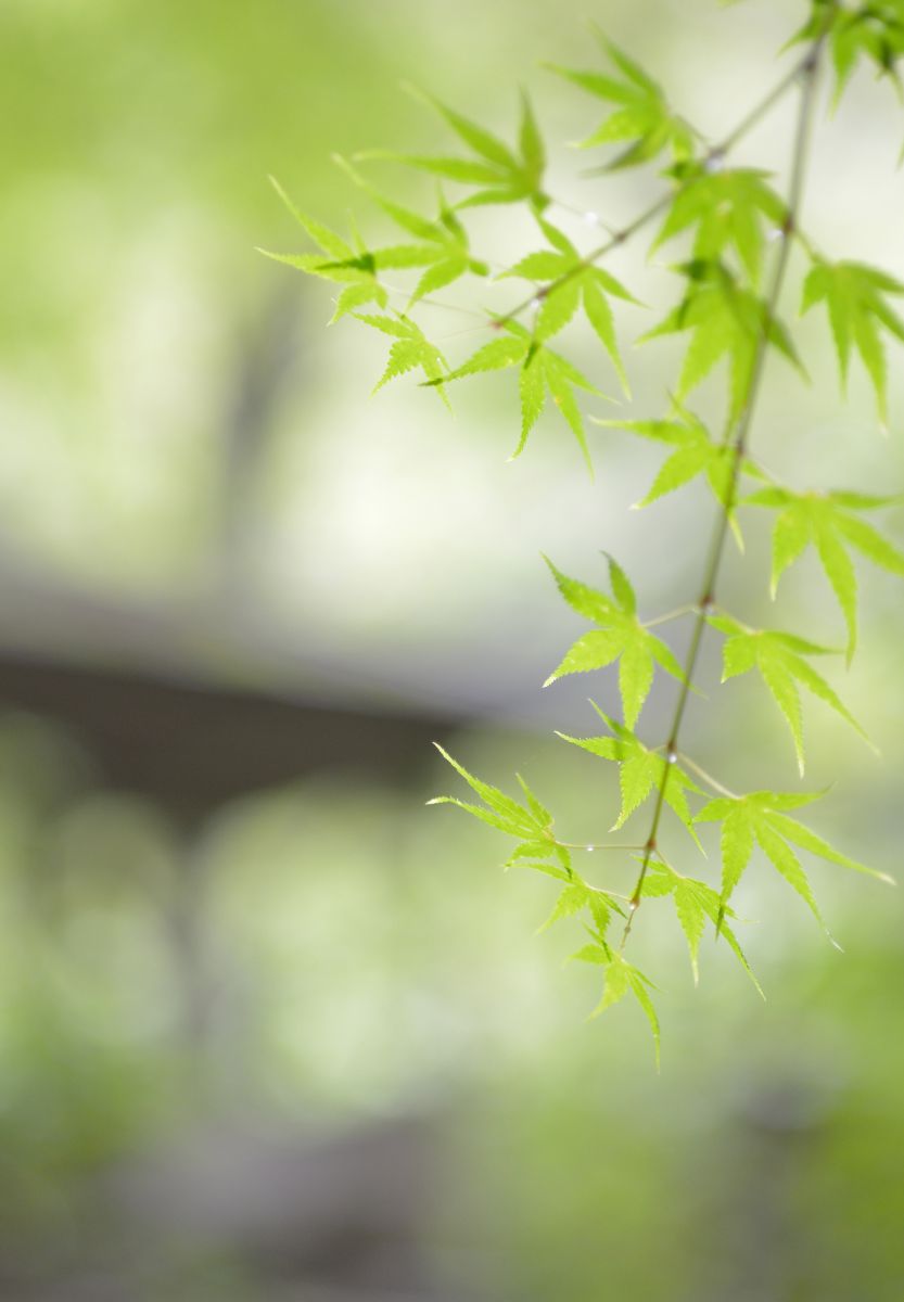 雨あがり | GANREF