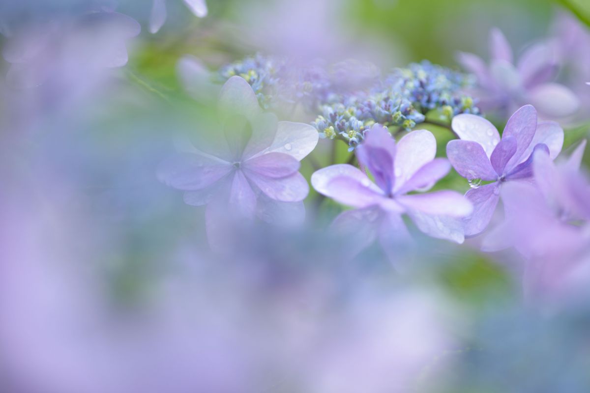 violet color | GANREF