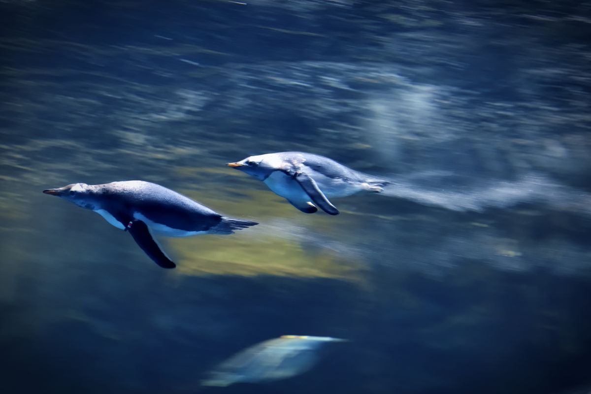 ペンギン Go! Go! | GANREF