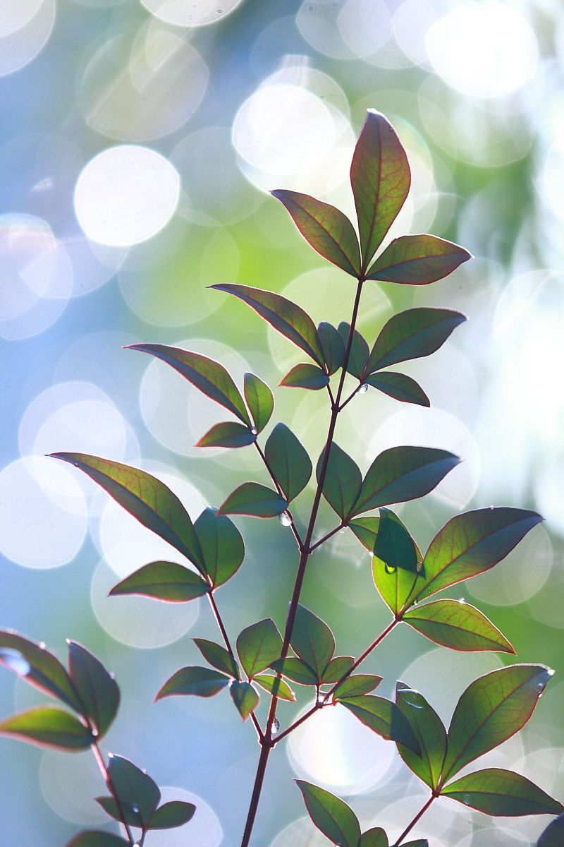 朝の光を浴びて | GANREF