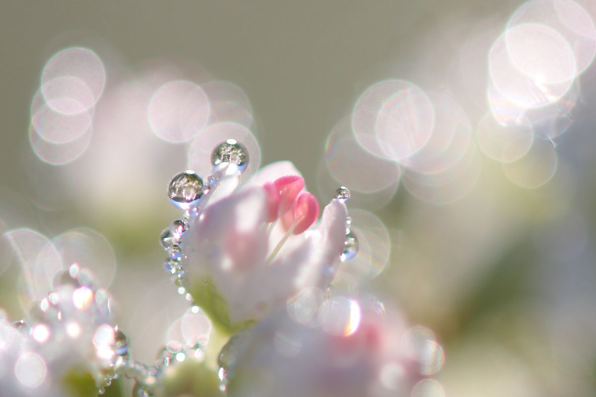 夢見る頃 | GANREF