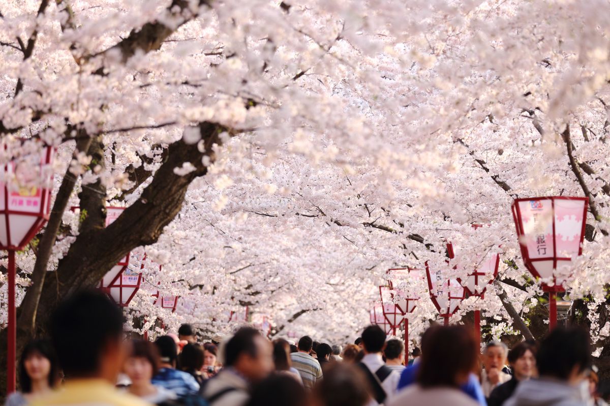 Cherry blossom tunnel | GANREF
