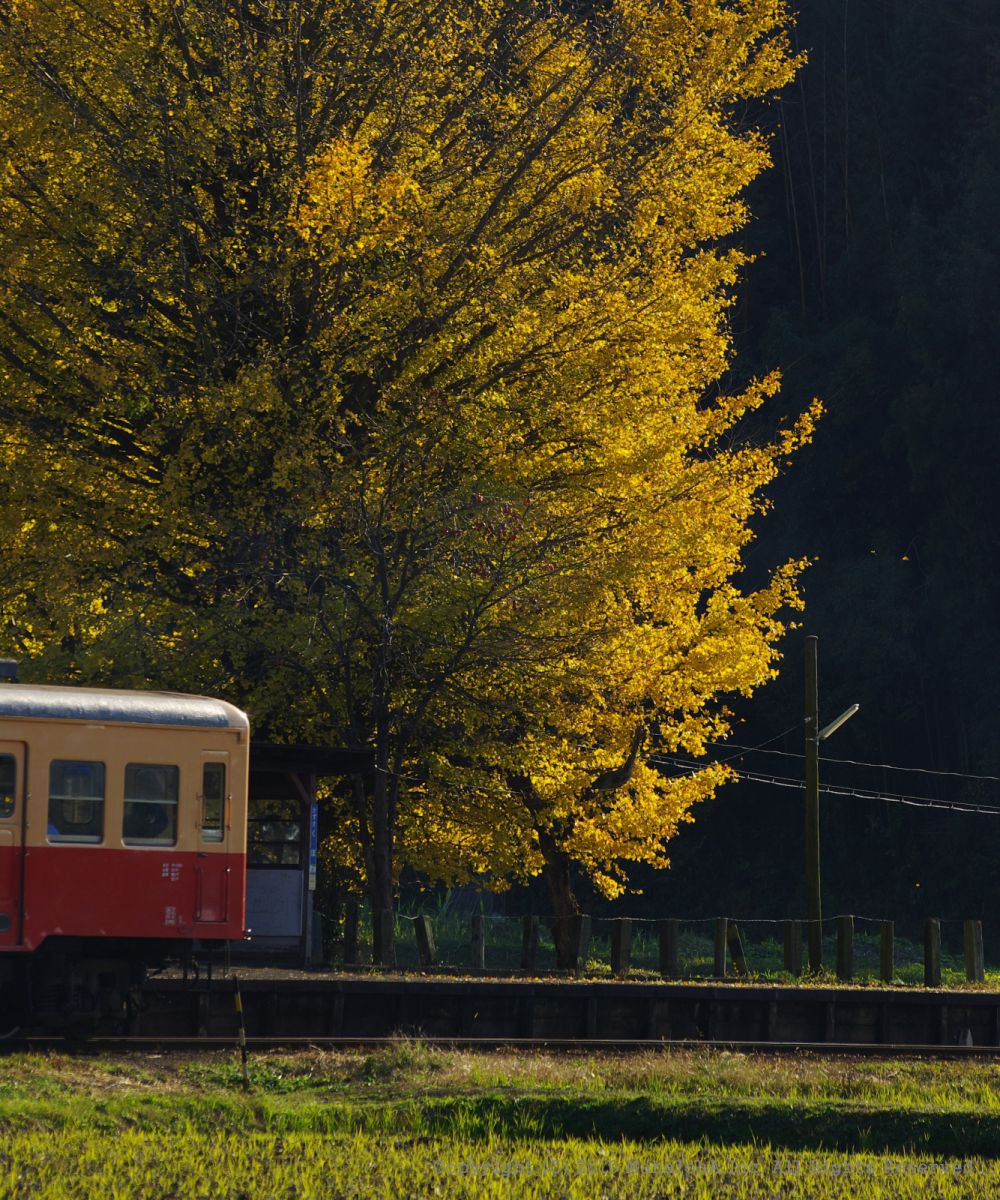 我散りぬ | GANREF