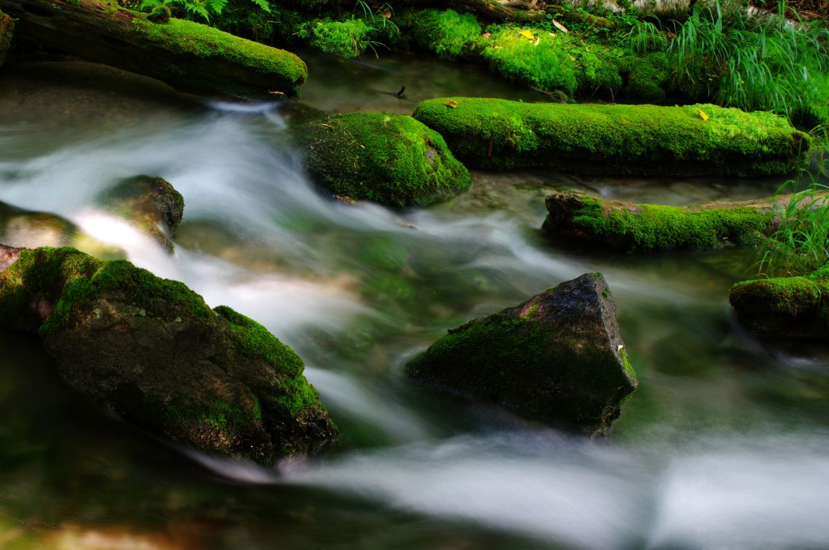 苔もす流れ | GANREF