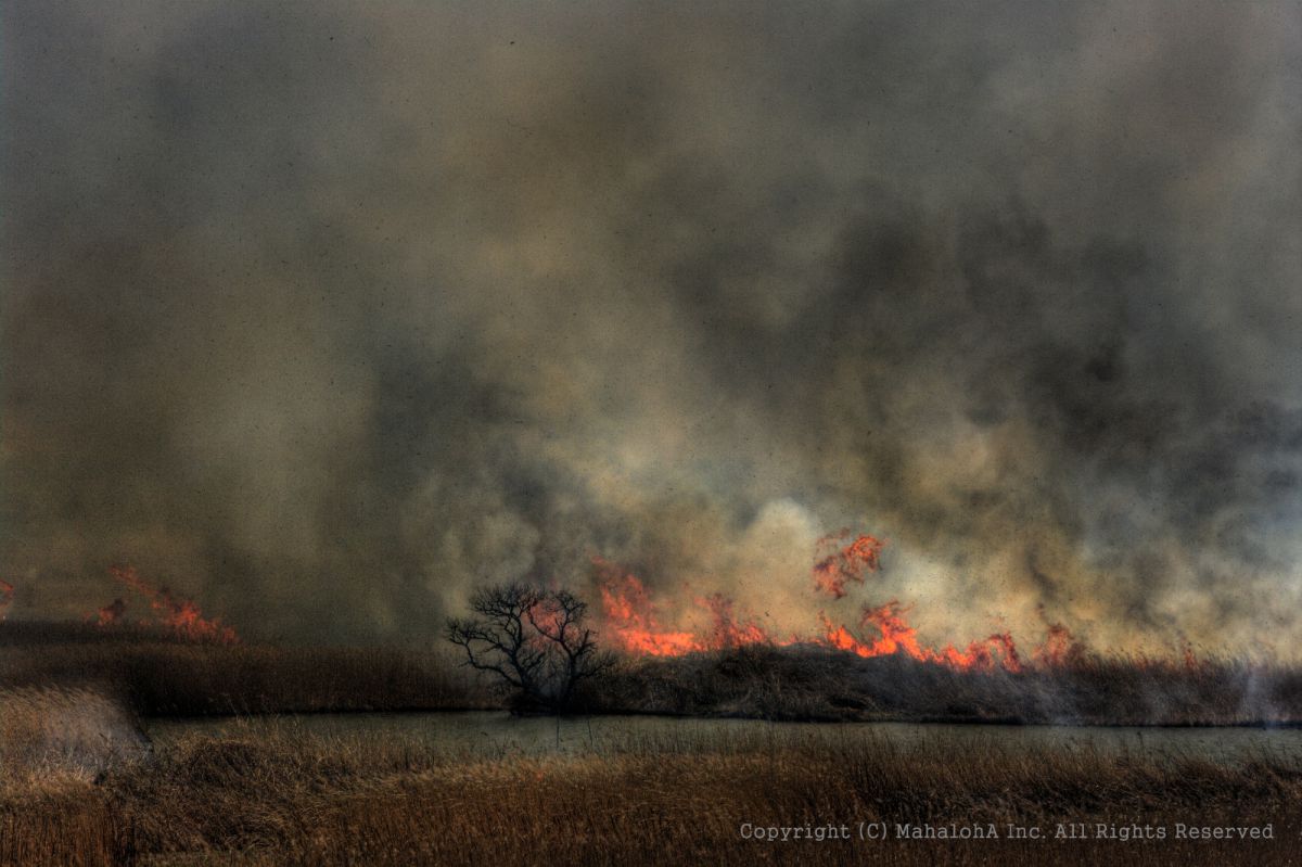 Burn to YOSHI 2010 | GANREF