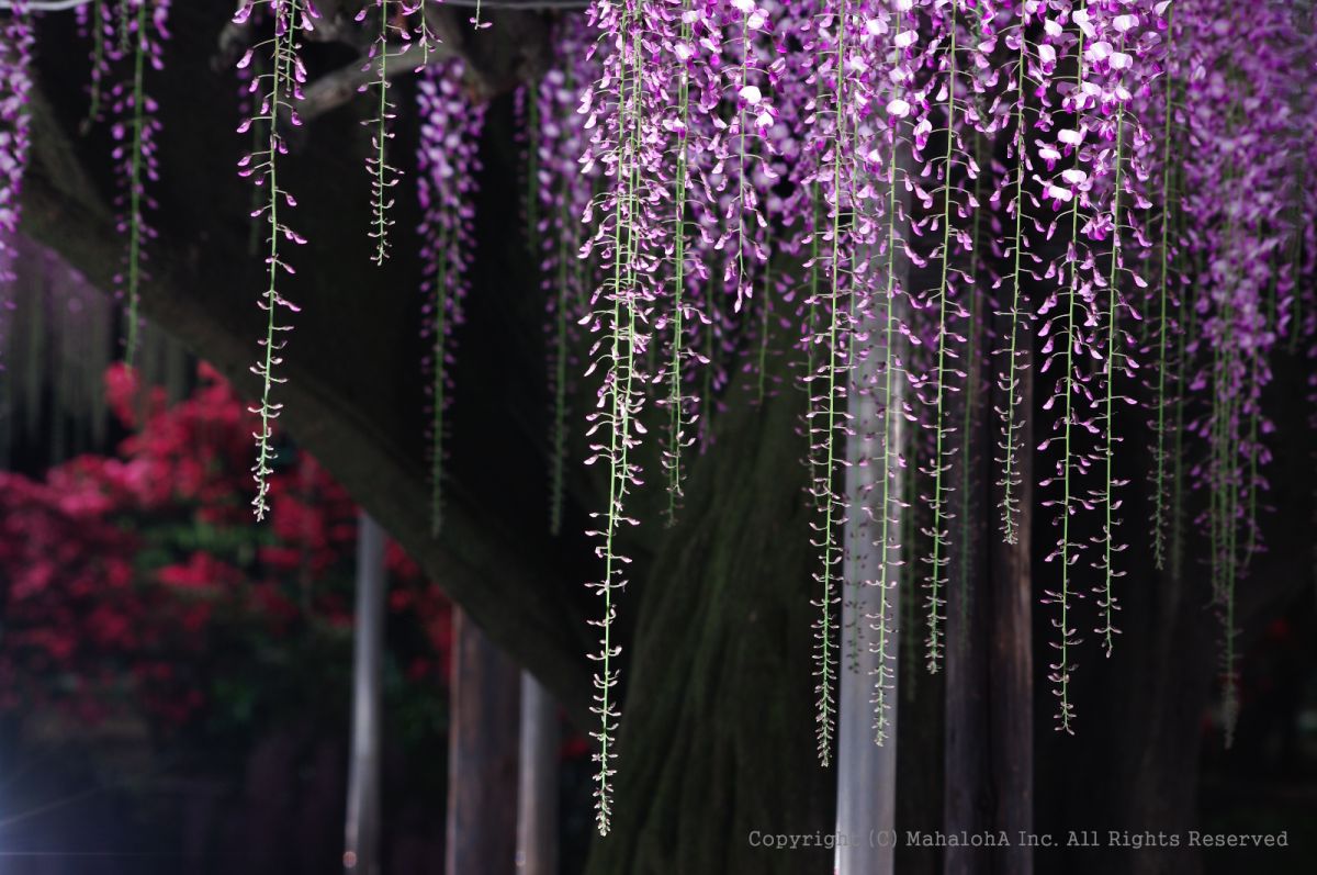 本日の開花状況 | GANREF