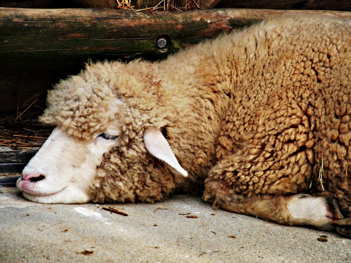Nap sheep | GANREF