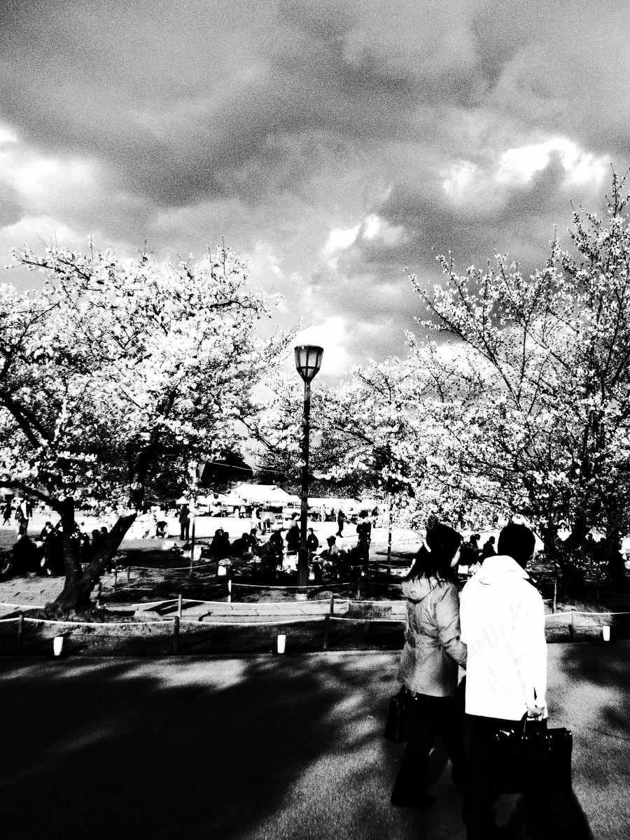 Love cherry tree | GANREF