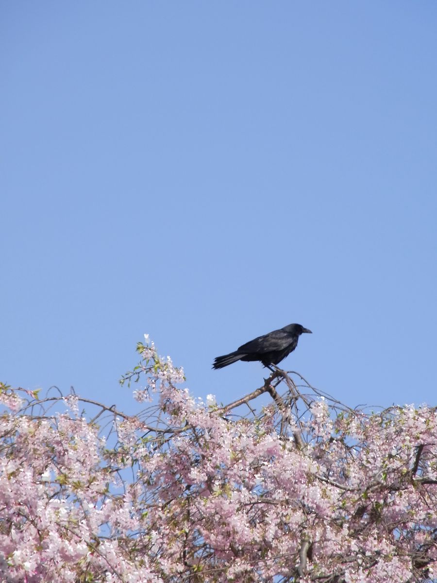 お花見カラス | GANREF