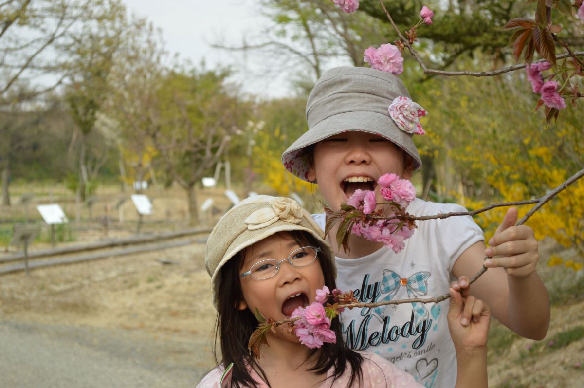 桜喰う娘 | GANREF