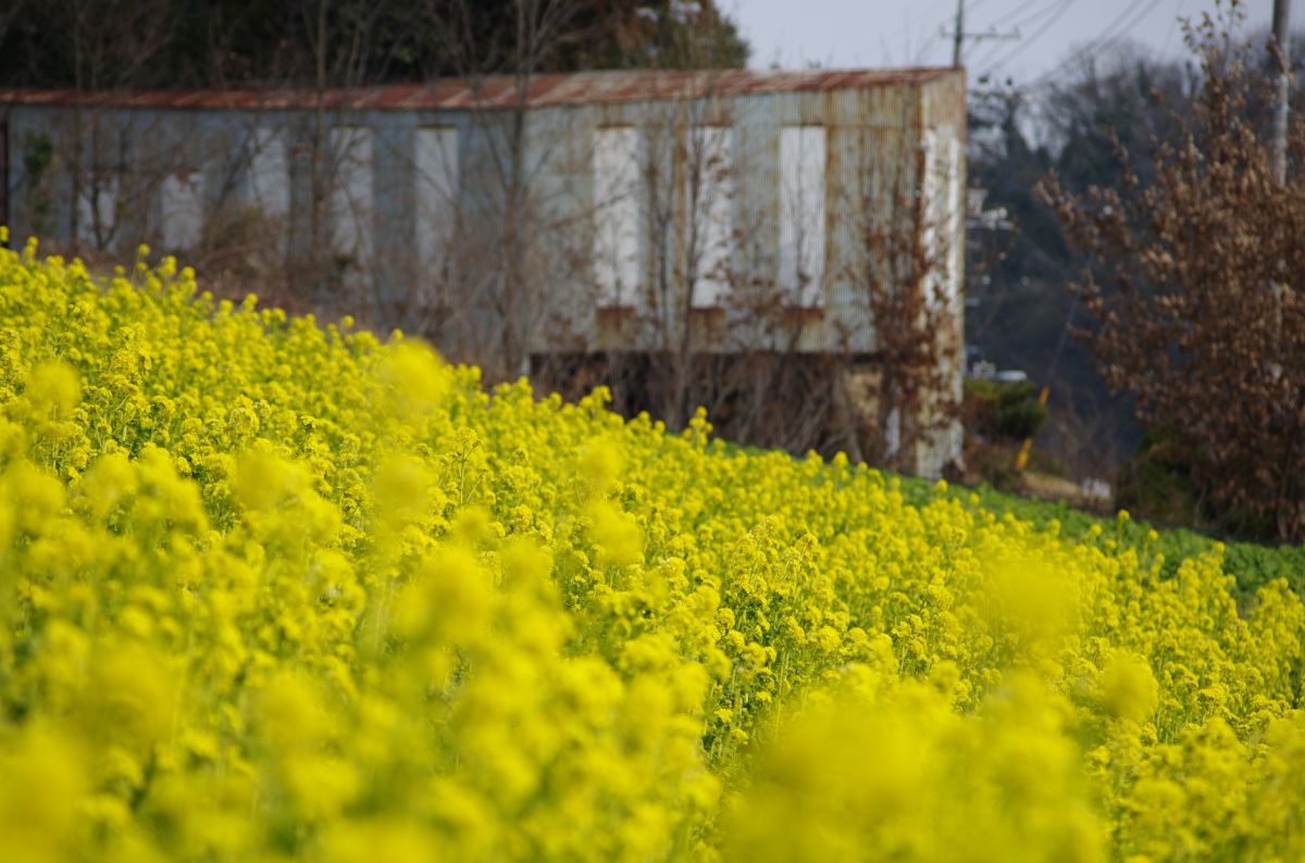 yellow slope | GANREF