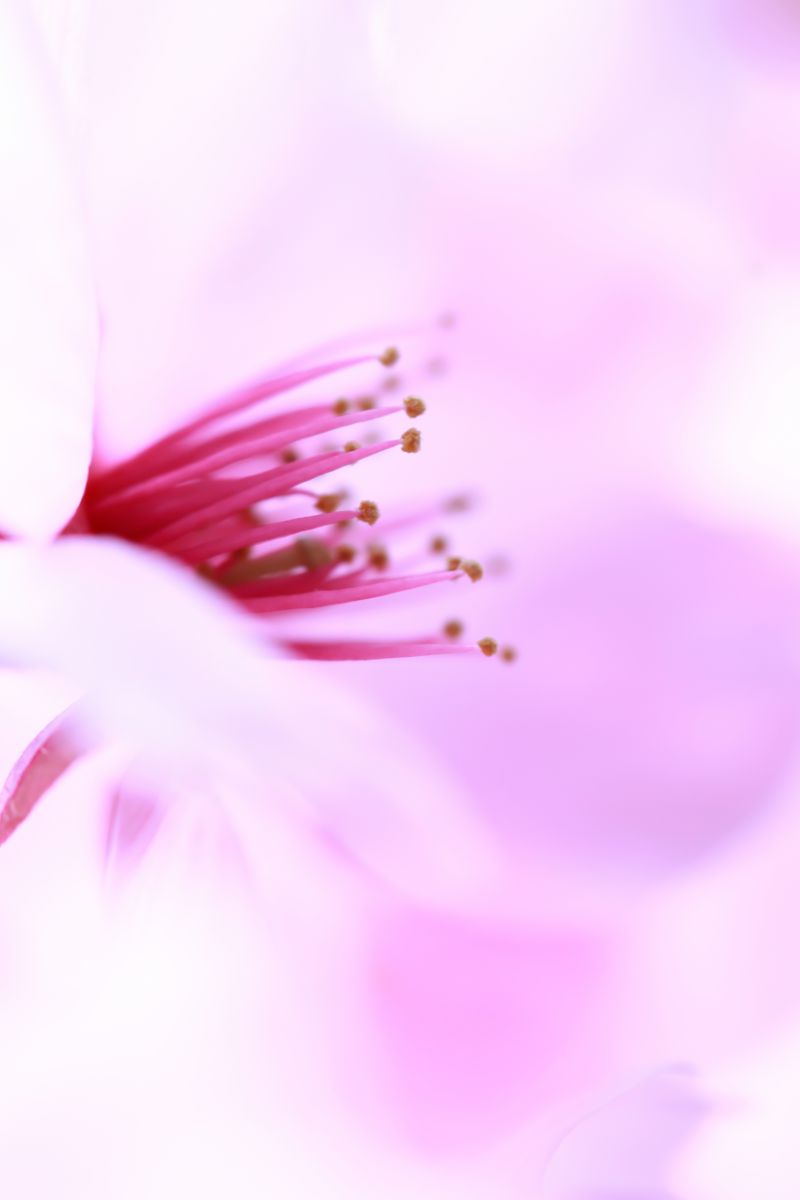 The pink world | GANREF