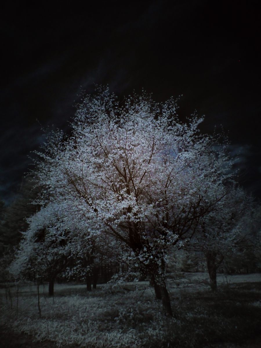 SAKURA infrared | GANREF