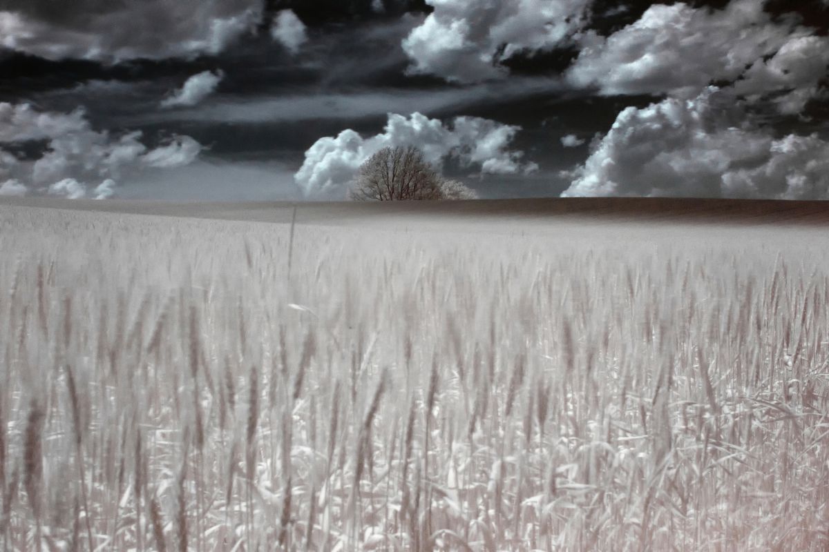 Infrared・北海道4 | GANREF