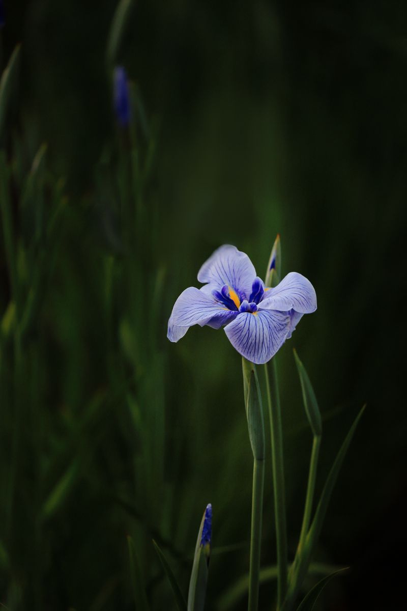 Iris | GANREF