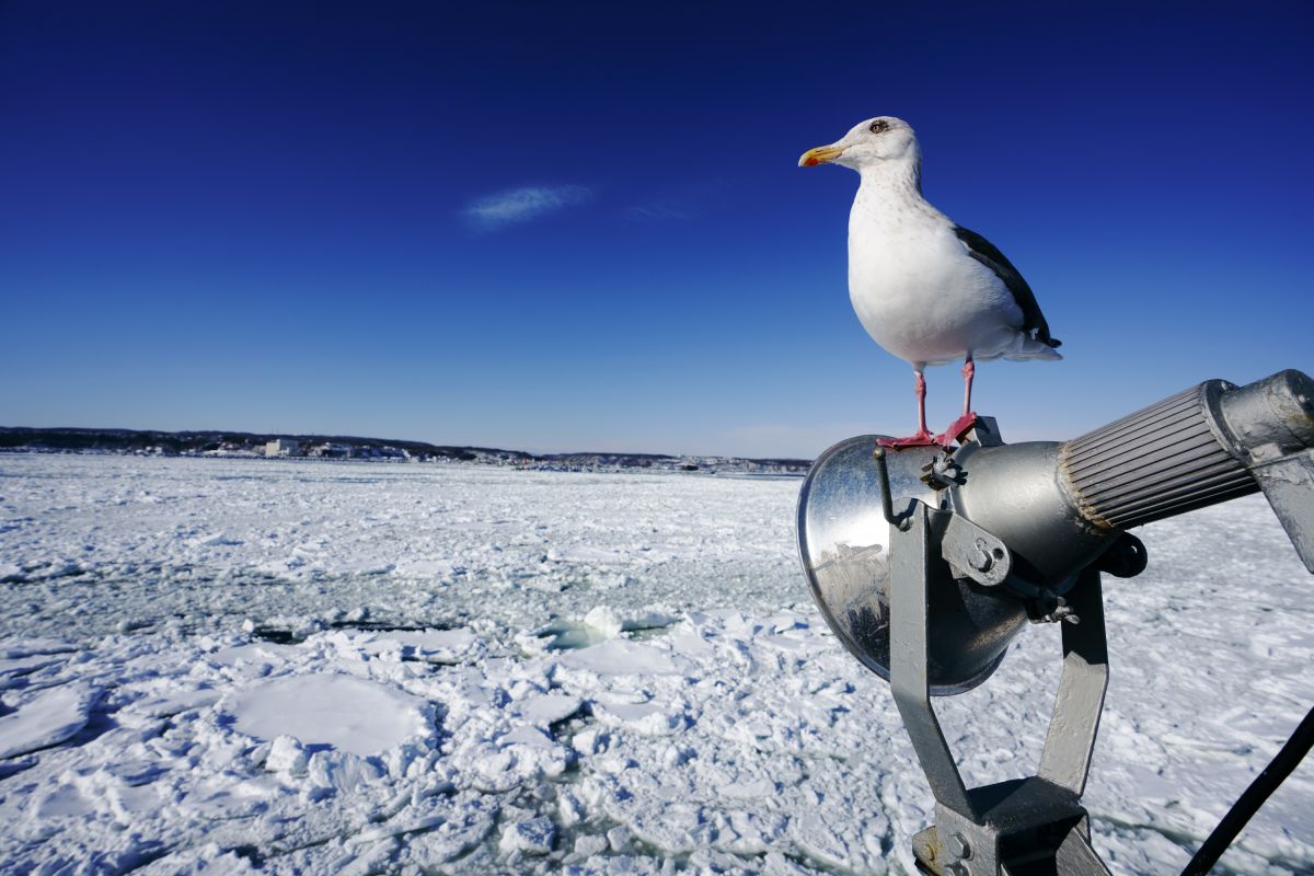 color in hokkaido | GANREF