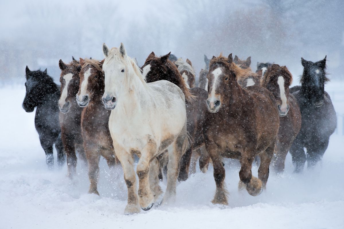 running horses in winter | GANREF