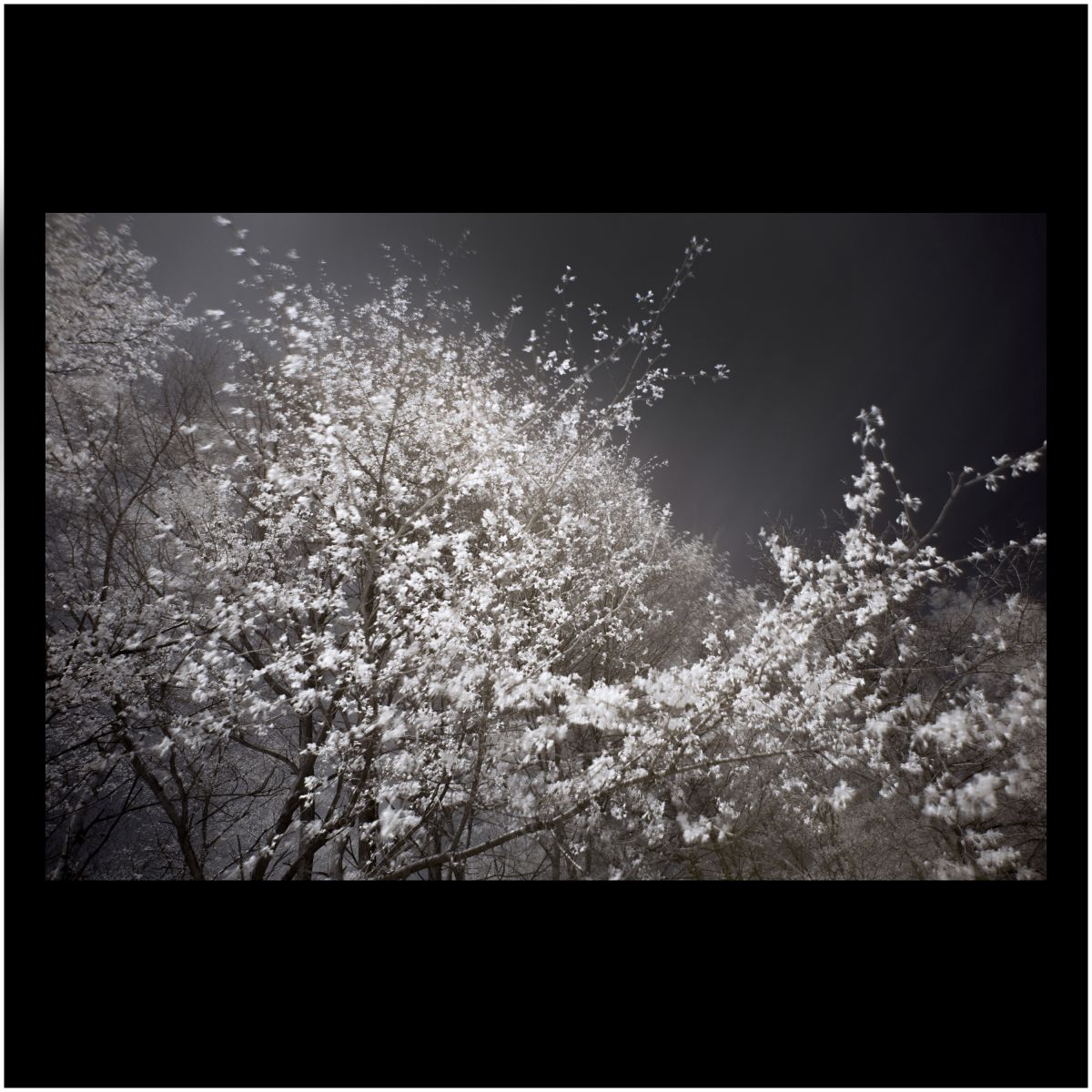 SAKURA infrared | GANREF