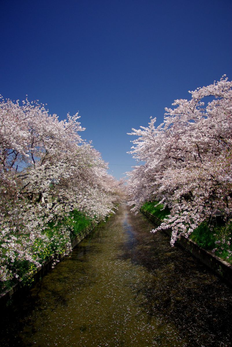 桜ロード | GANREF