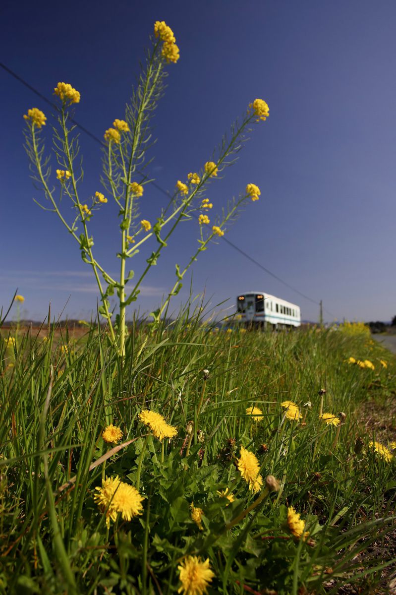 spring Train | GANREF