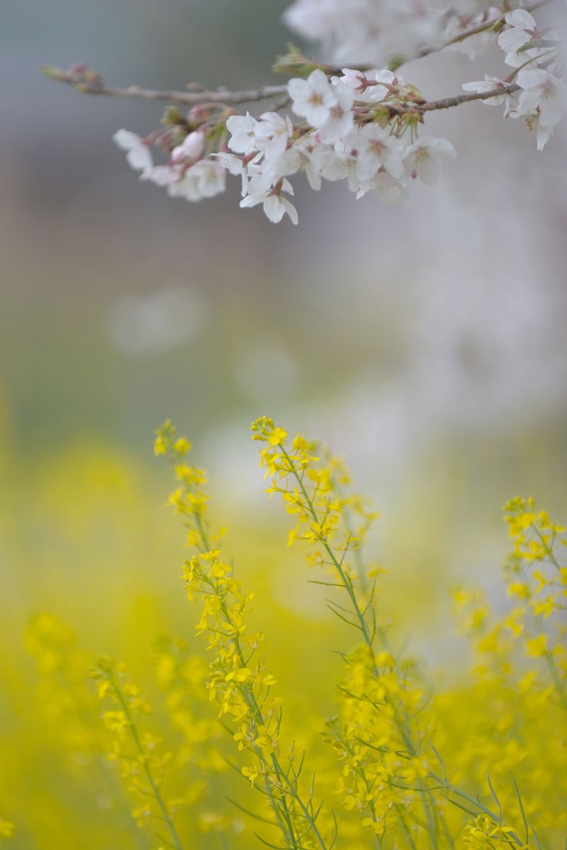 spring has come | GANREF