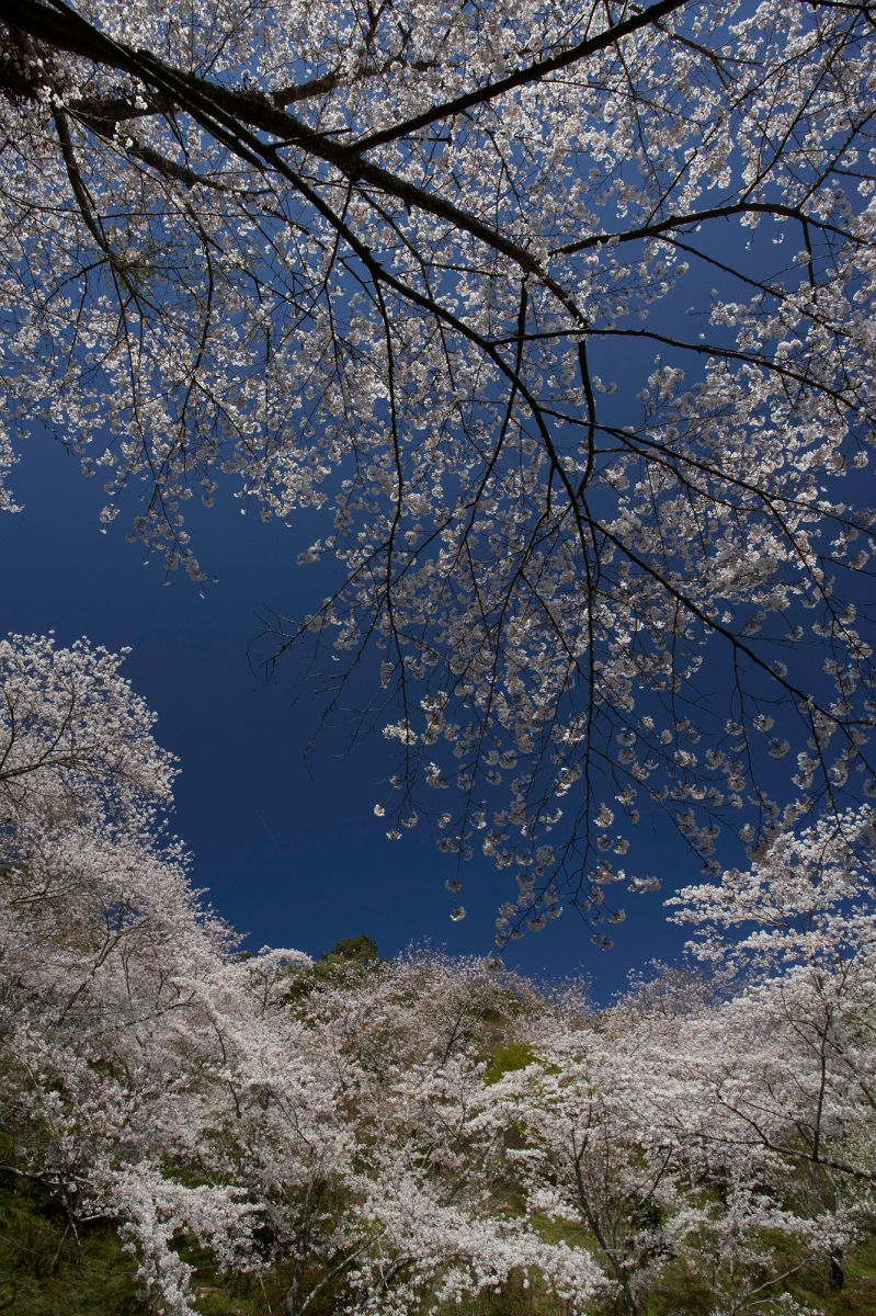 青空を仰ぐと | GANREF