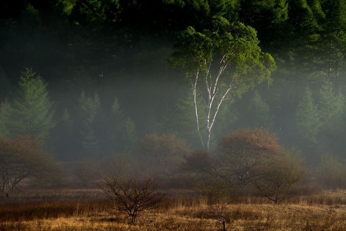 新緑の貴婦人 | GANREF