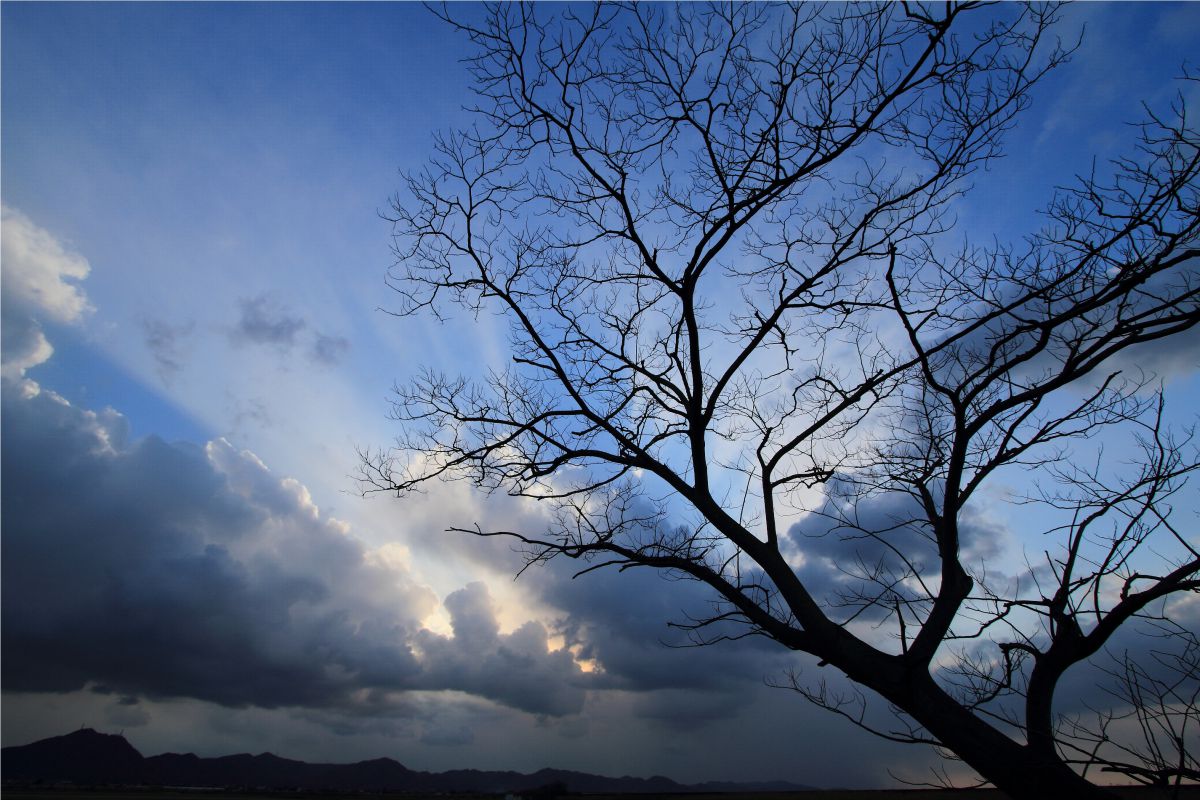 A withered tree | GANREF