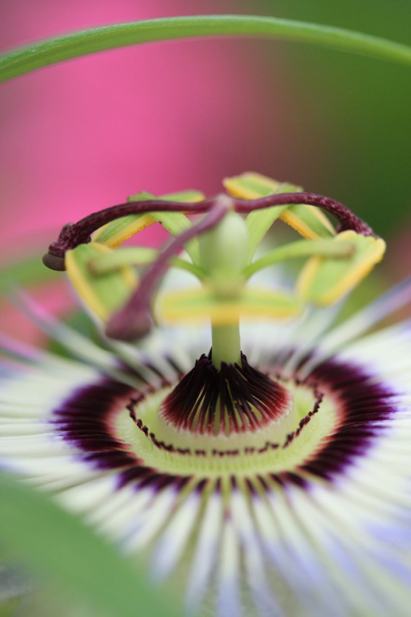 FLOWER SWEETS | GANREF