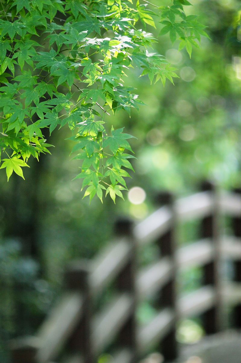 初緑の木漏れ陽 | GANREF