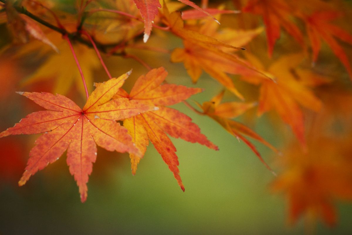 カラーマジック | GANREF